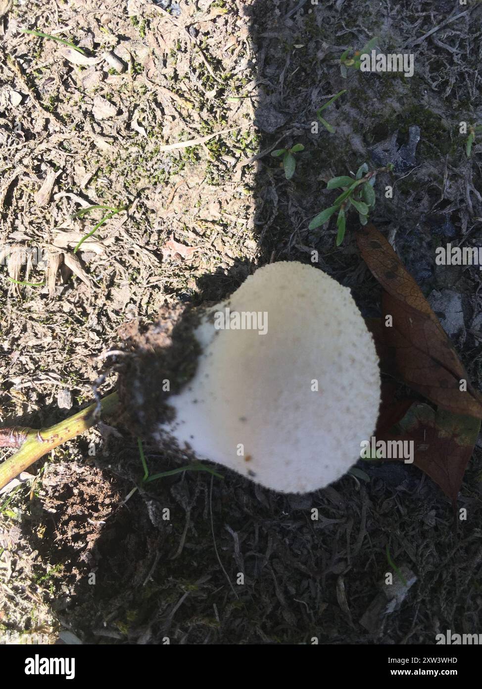 Meadow Puffball (Lycoperdon pratense) Fungi Stock Photo - Alamy
