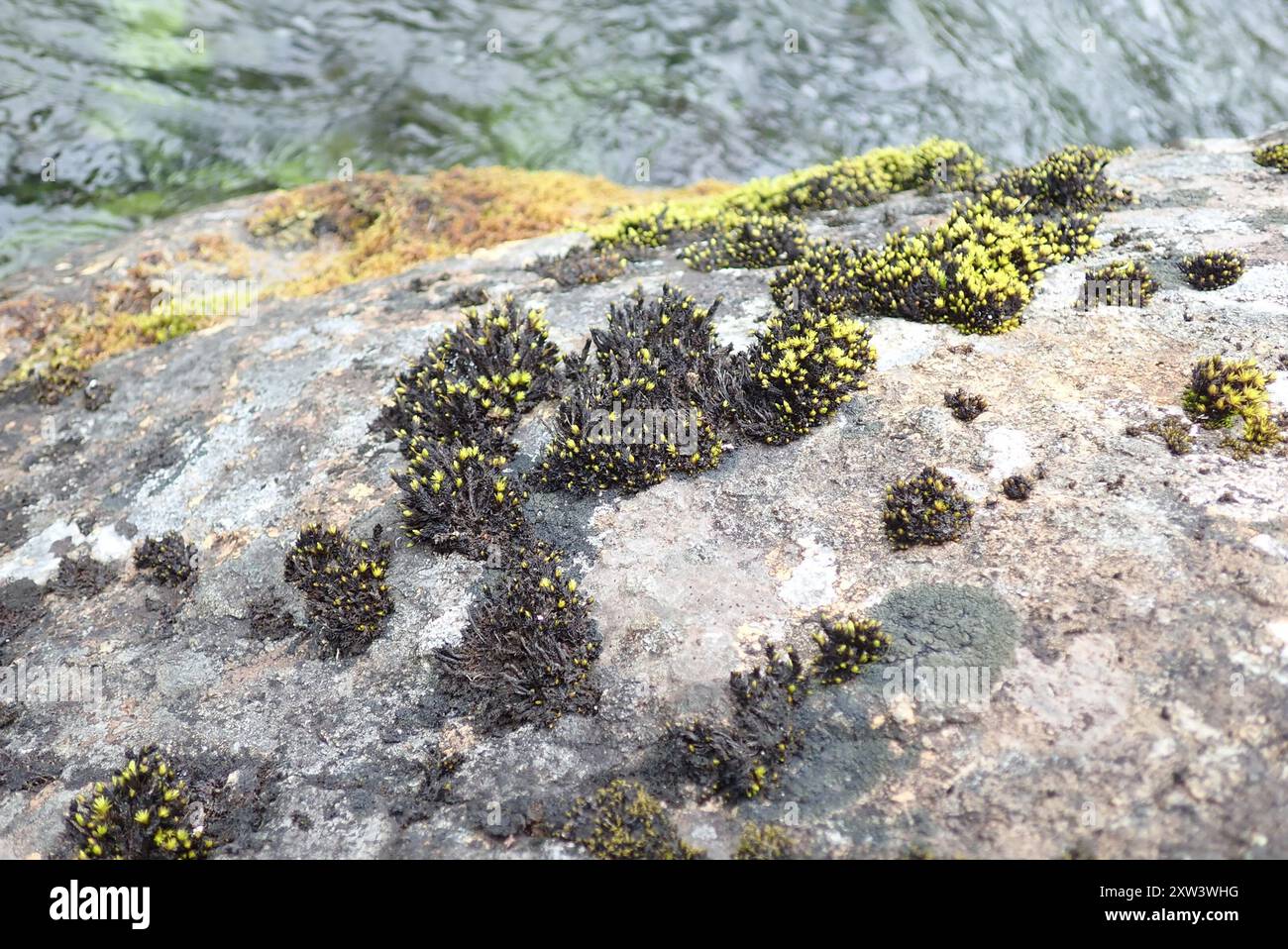 Yellow Fringe-moss (Racomitrium aciculare) Plantae Stock Photo - Alamy