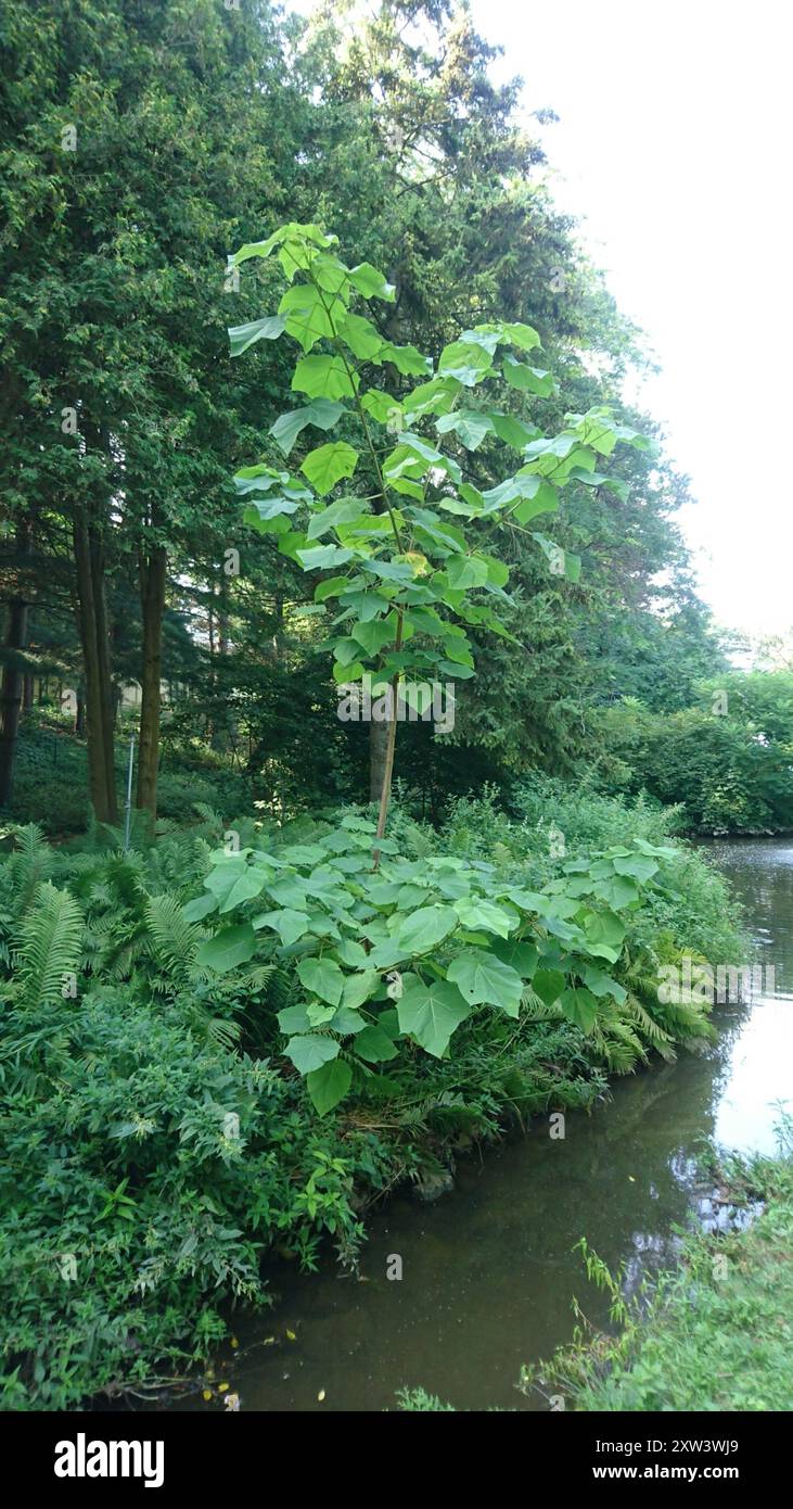 princess tree (Paulownia tomentosa) Plantae Stock Photo - Alamy