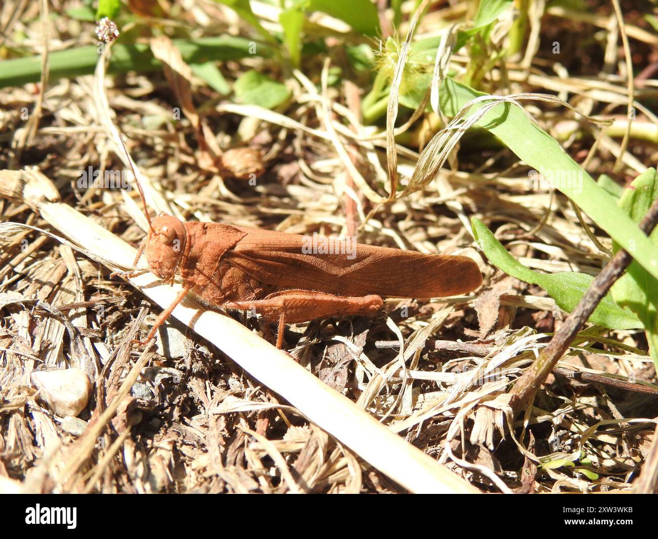 Carolina Grasshopper (Dissosteira carolina) Insecta Stock Photo - Alamy