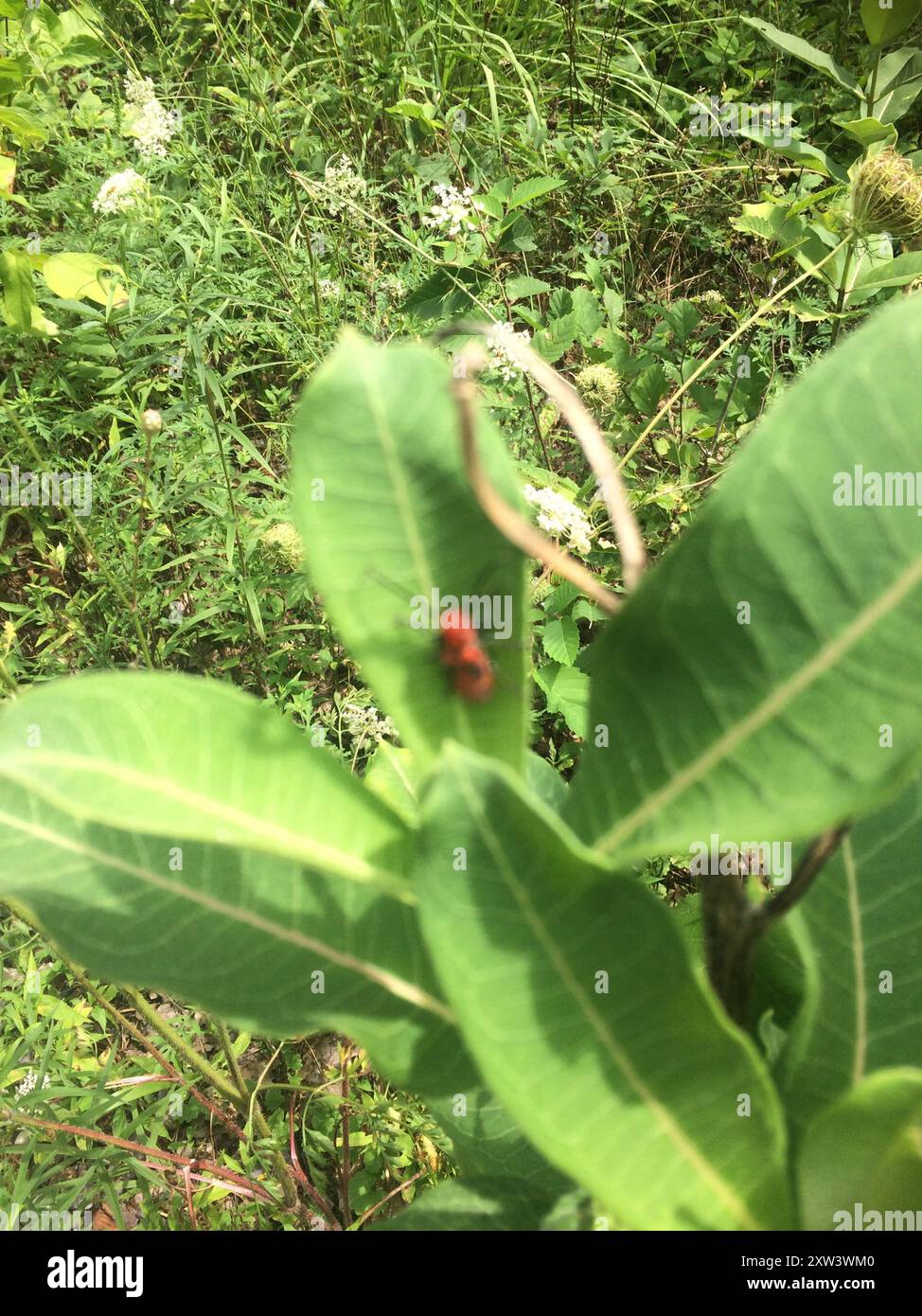 Red Milkweed Beetle (Tetraopes tetrophthalmus) Insecta Stock Photo - Alamy