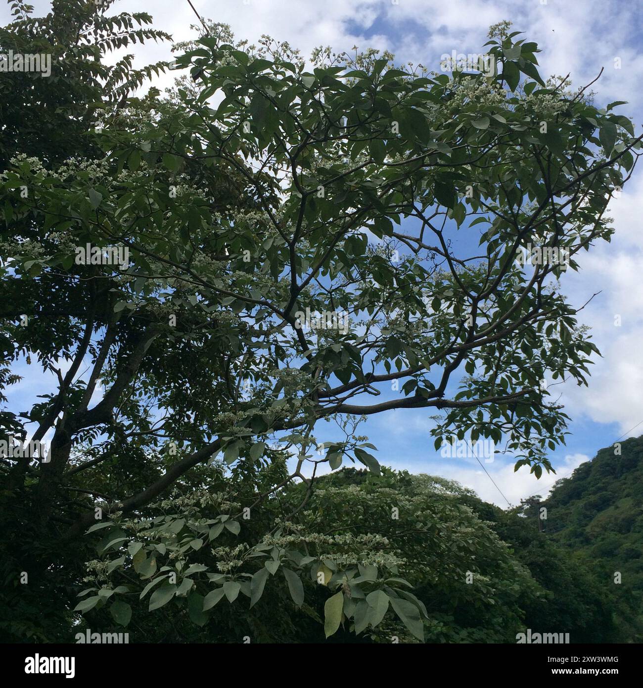 potato tree (Solanum erianthum) Plantae Stock Photo - Alamy