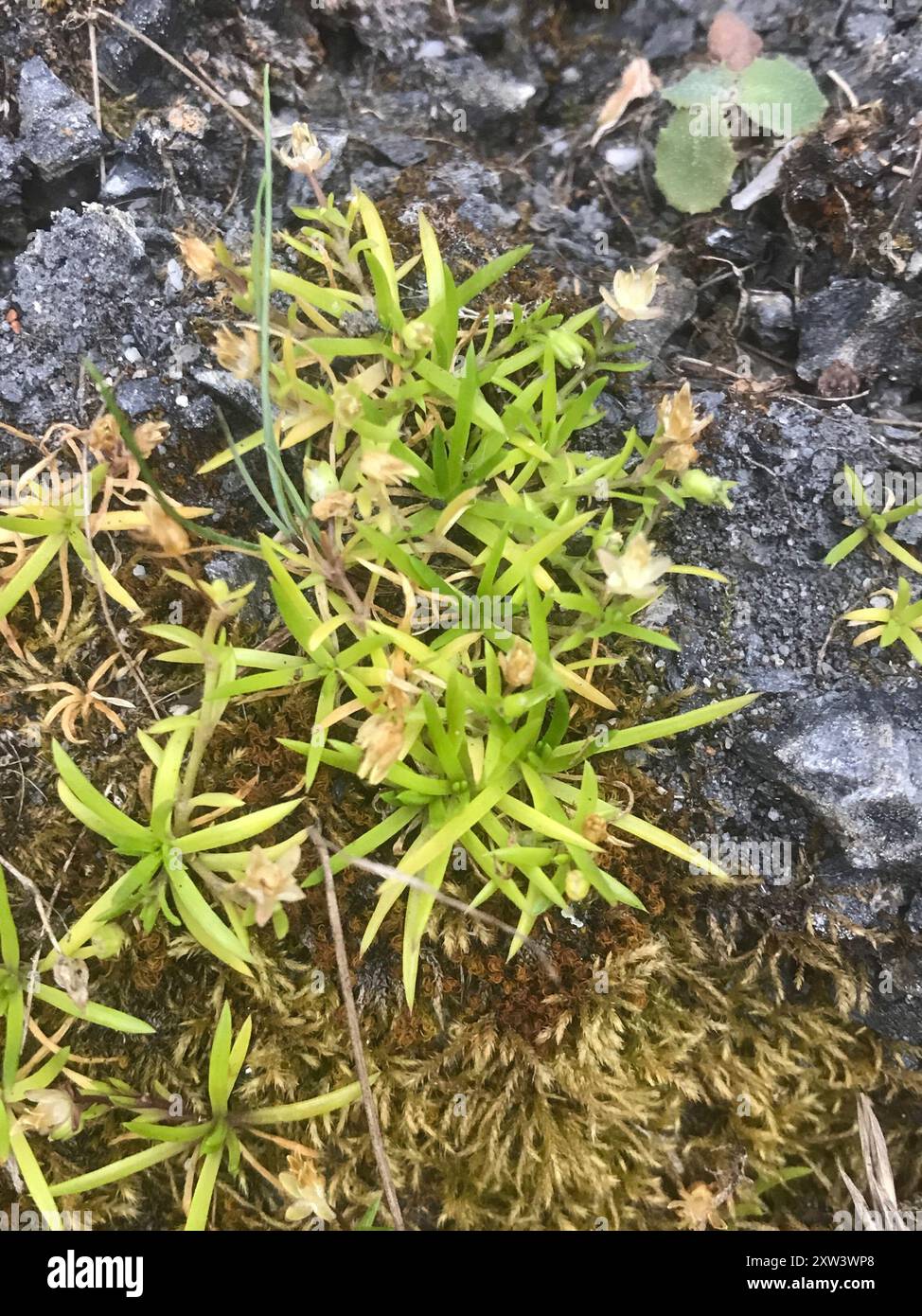 thick-stemmed pearlwort (Sagina maxima crassicaulis) Plantae Stock ...