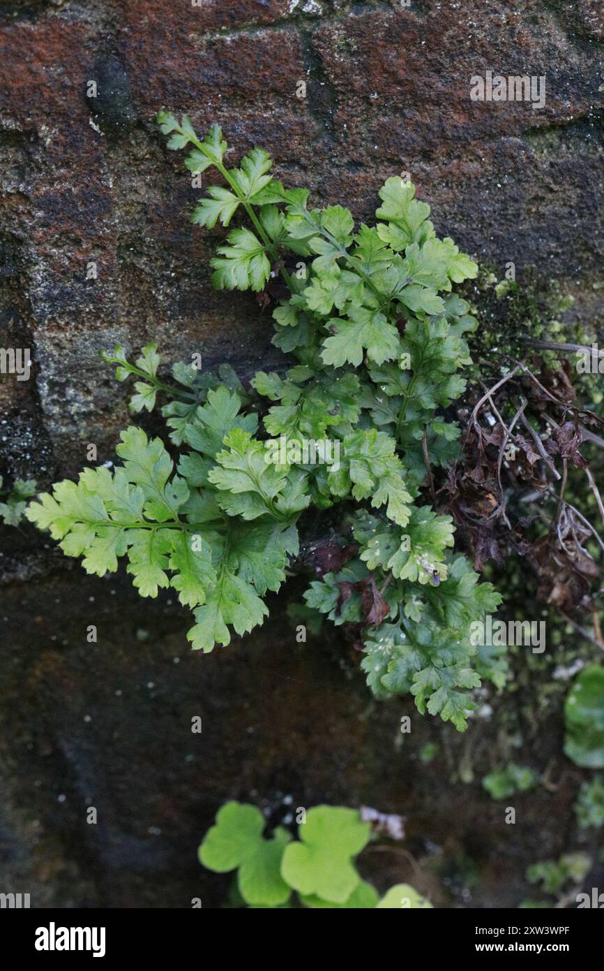 wood ferns (Dryopteris) Plantae Stock Photo - Alamy