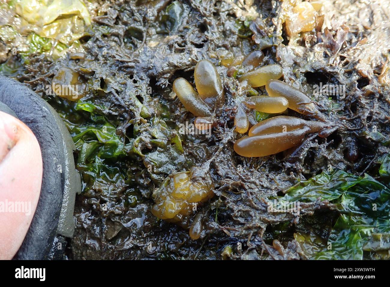 Sea Sacks (Halosaccion glandiforme) Plantae Stock Photo - Alamy
