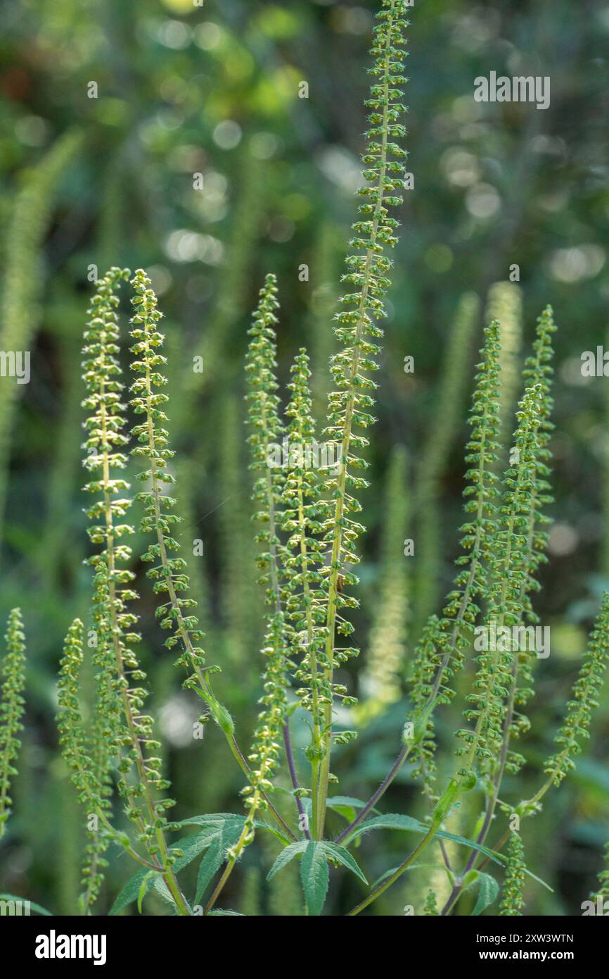 giant ragweed (Ambrosia trifida) Plantae Stock Photo - Alamy