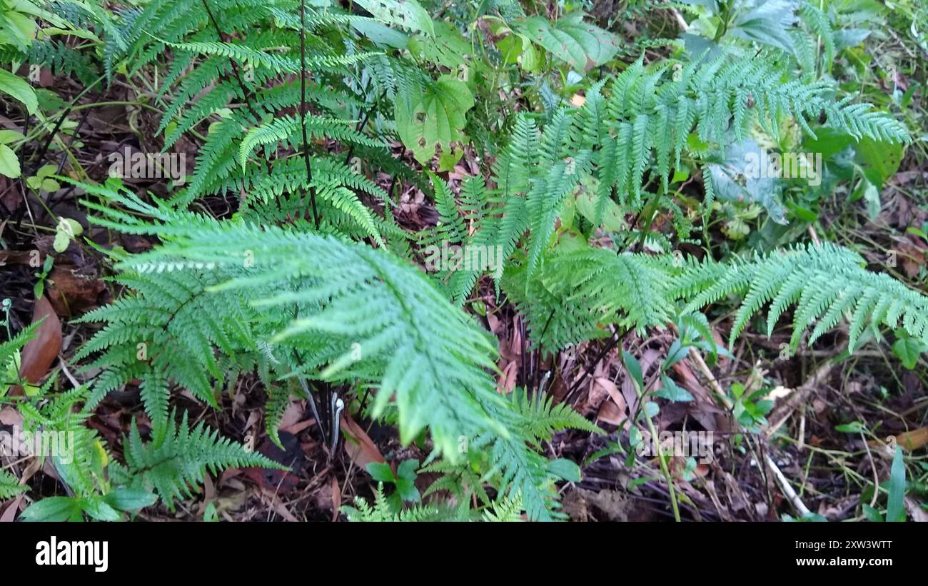 silver fern (Pityrogramma calomelanos) Plantae Stock Photo - Alamy