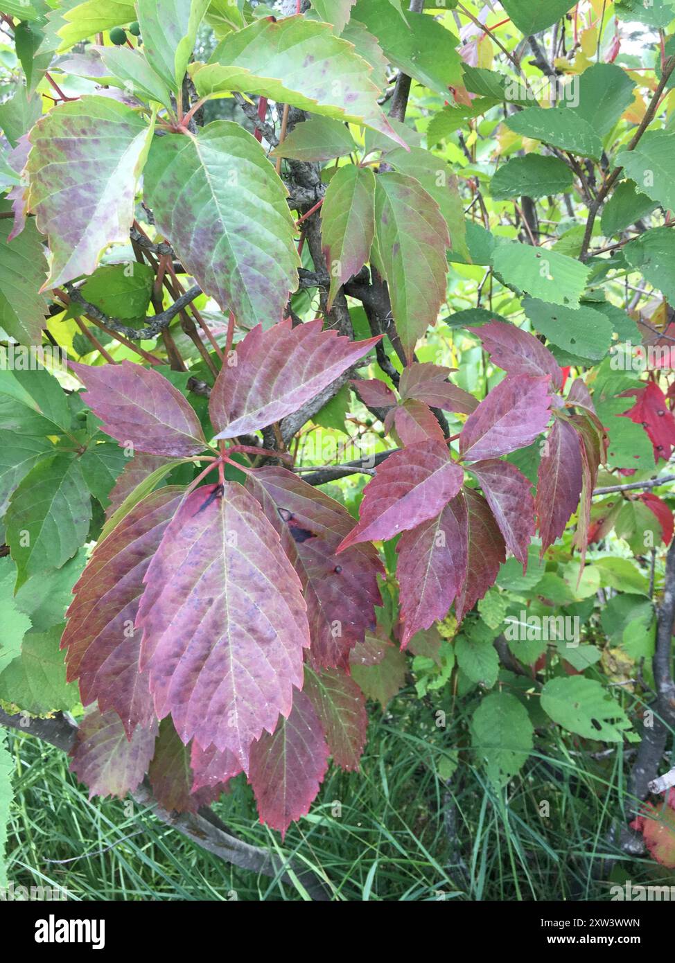 thicket creeper (Parthenocissus inserta) Plantae Stock Photo - Alamy