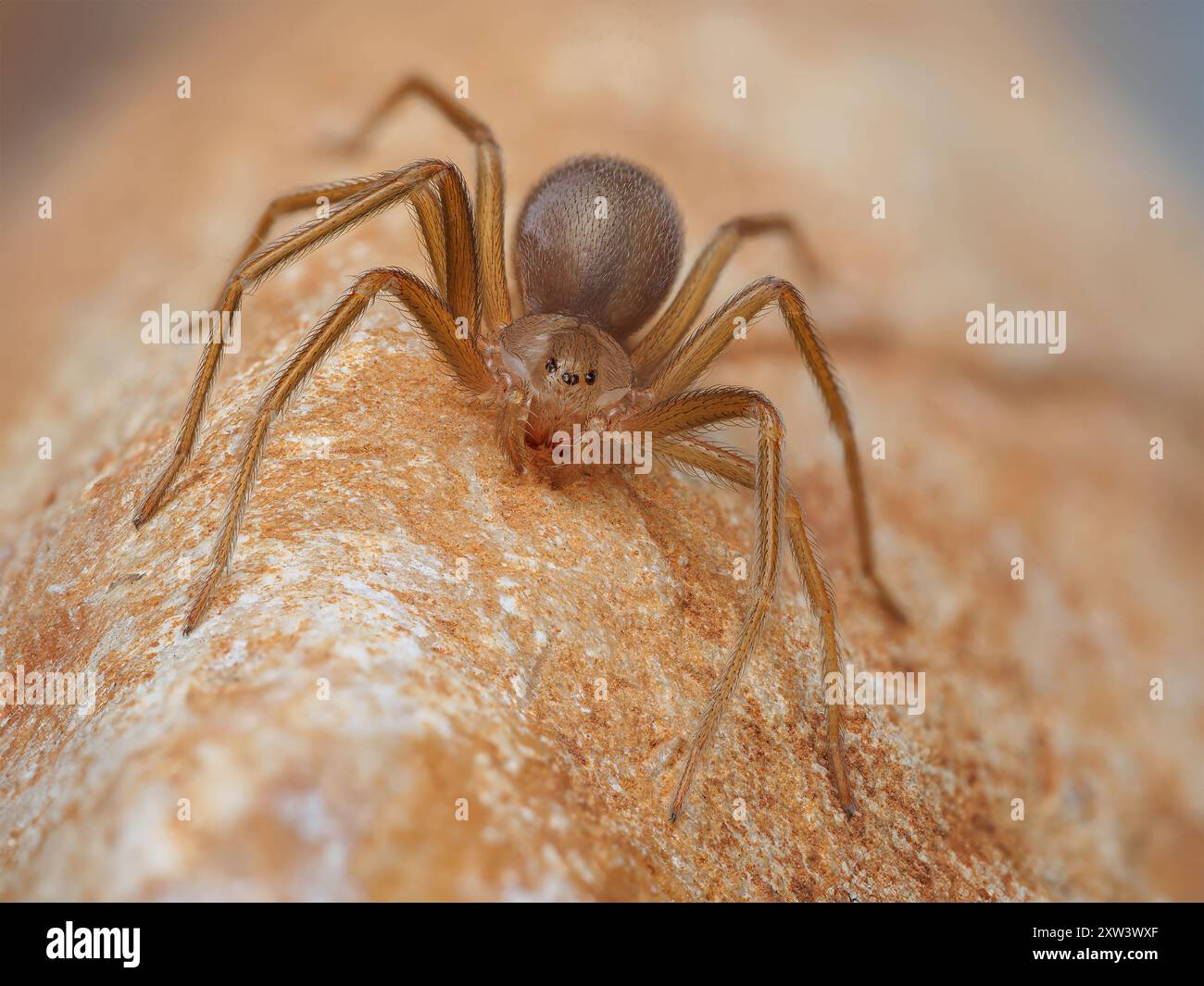 Mediterranean recluse spider, violin spider (Loxosceles rufescens ...