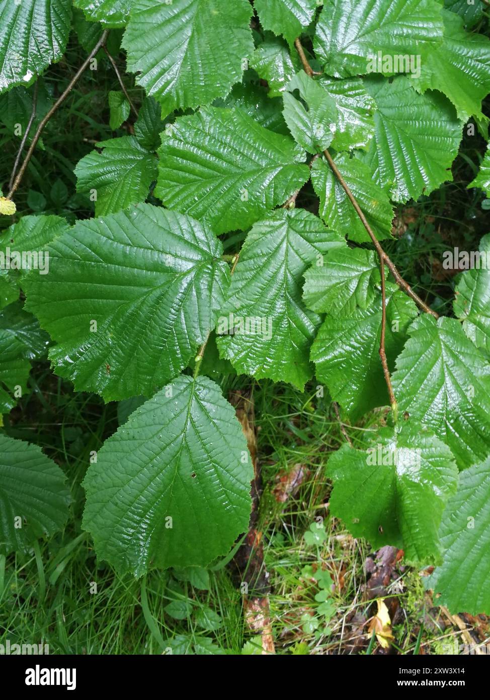 common hazel (Corylus avellana) Plantae Stock Photo - Alamy