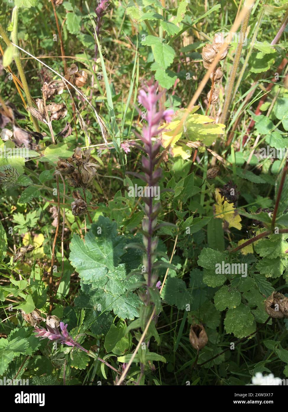 Red Bartsia (Odontites vernus) Plantae Stock Photo - Alamy