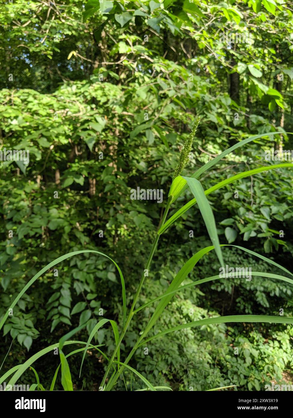 Barnyard Grasses (Echinochloa) Plantae Stock Photo - Alamy