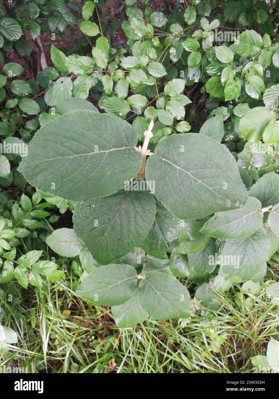 Wayfaring-tree (Viburnum lantana) Plantae Stock Photo - Alamy