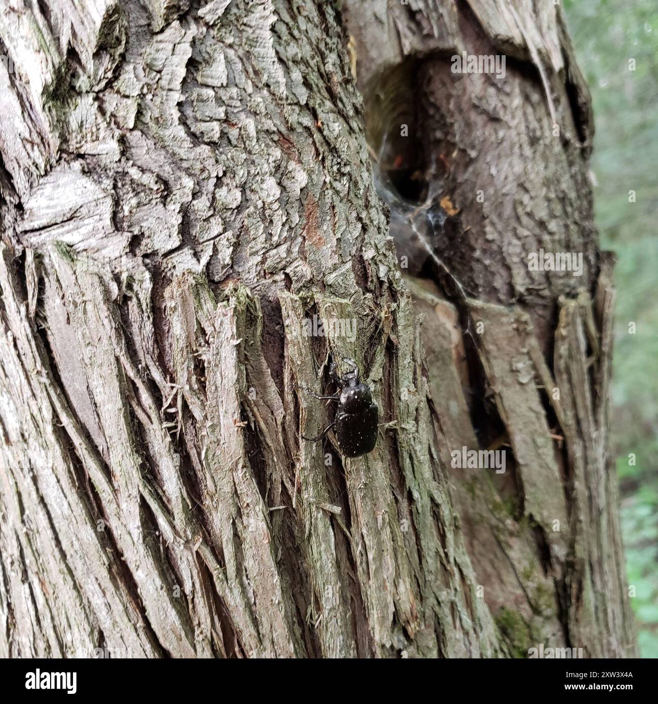 Typical Hermit Beetles (Osmoderma) Insecta Stock Photo - Alamy