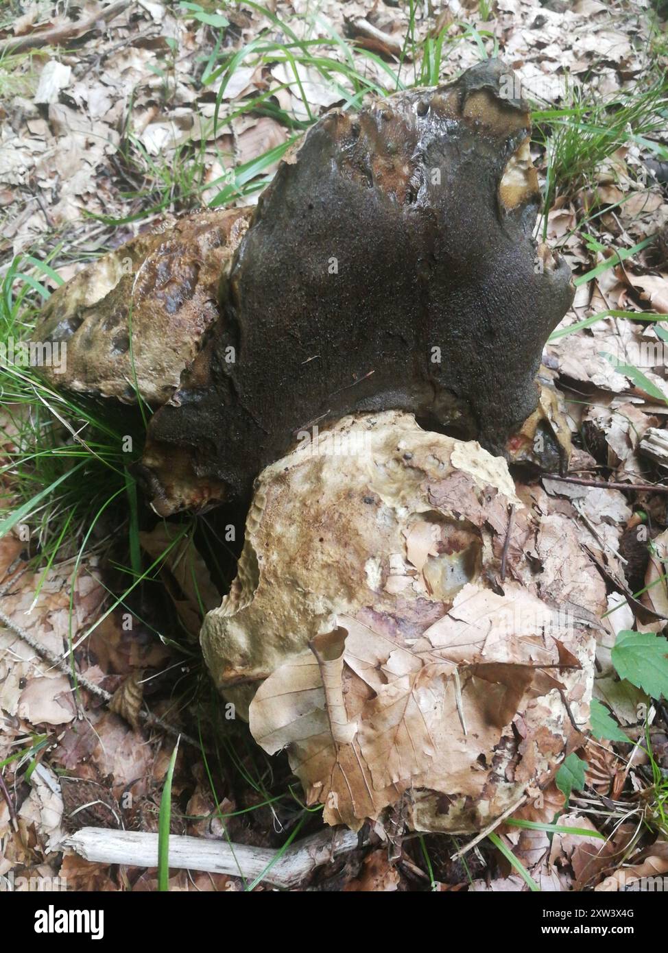 boletes (Boletaceae) Fungi Stock Photo - Alamy