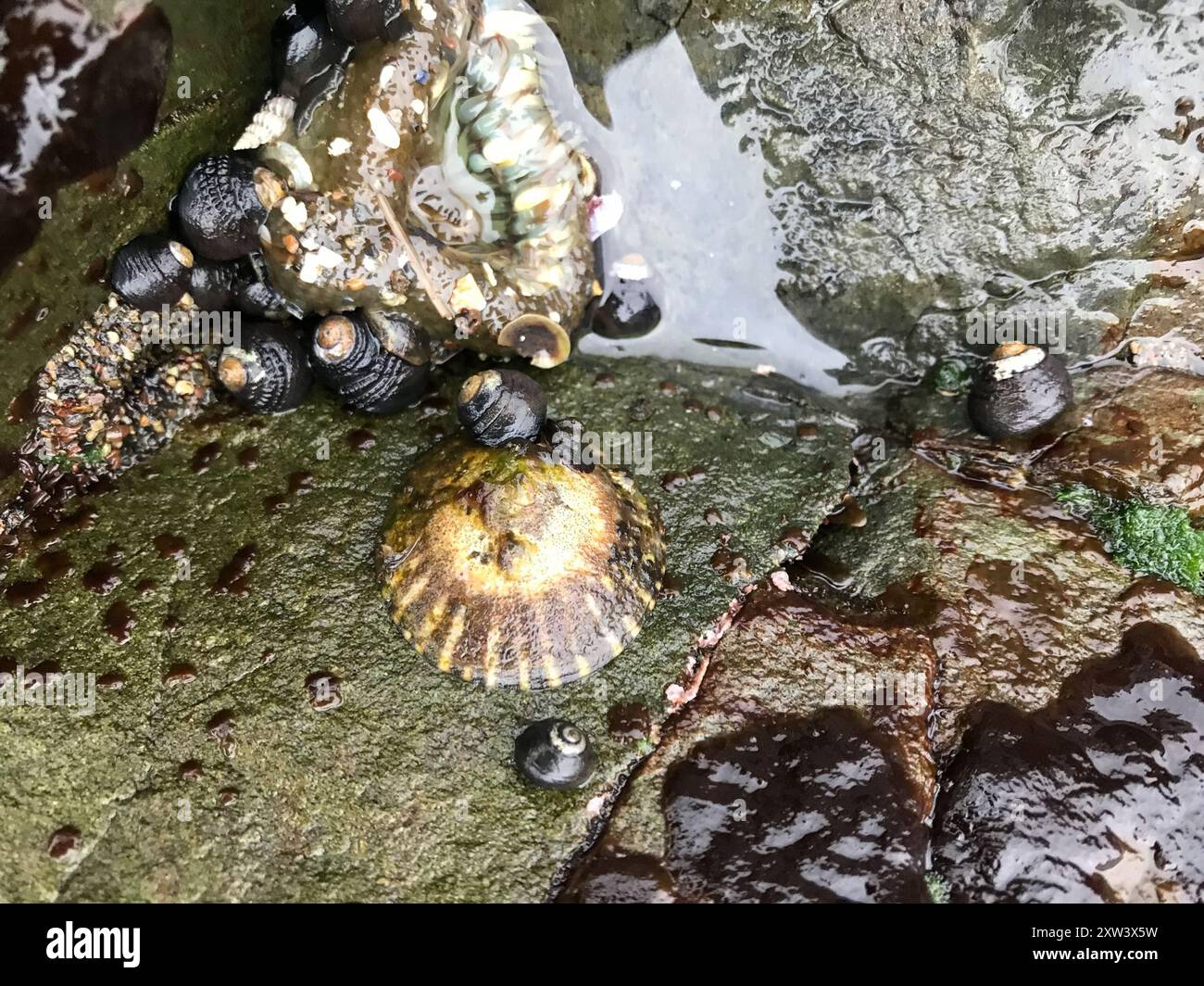 Owl Limpet (Lottia gigantea) Mollusca Stock Photo - Alamy
