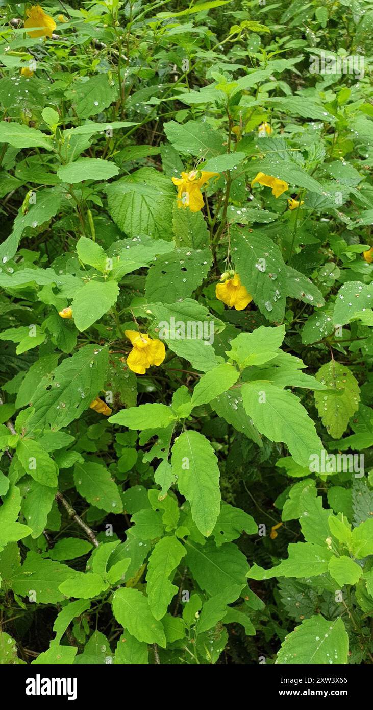 Touch-me-not Balsam (Impatiens noli-tangere) Plantae Stock Photo - Alamy