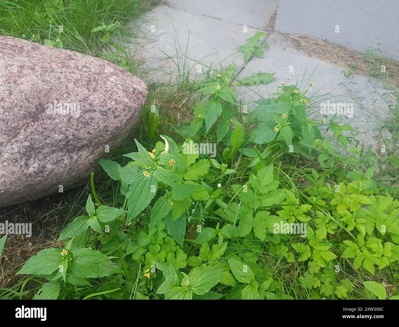 Gallant Soldier (Galinsoga parviflora) Plantae Stock Photo - Alamy