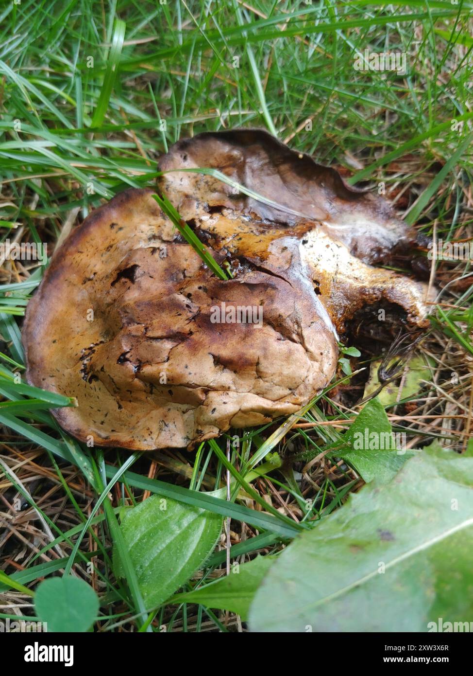 Slippery Jacks (Suillus) Fungi Stock Photo - Alamy