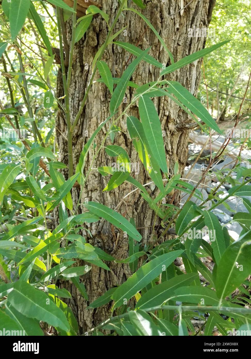 red willow (Salix laevigata) Plantae Stock Photo - Alamy