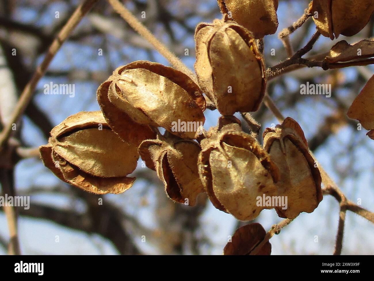 Kirkia acuminata hi-res stock photography and images - Alamy