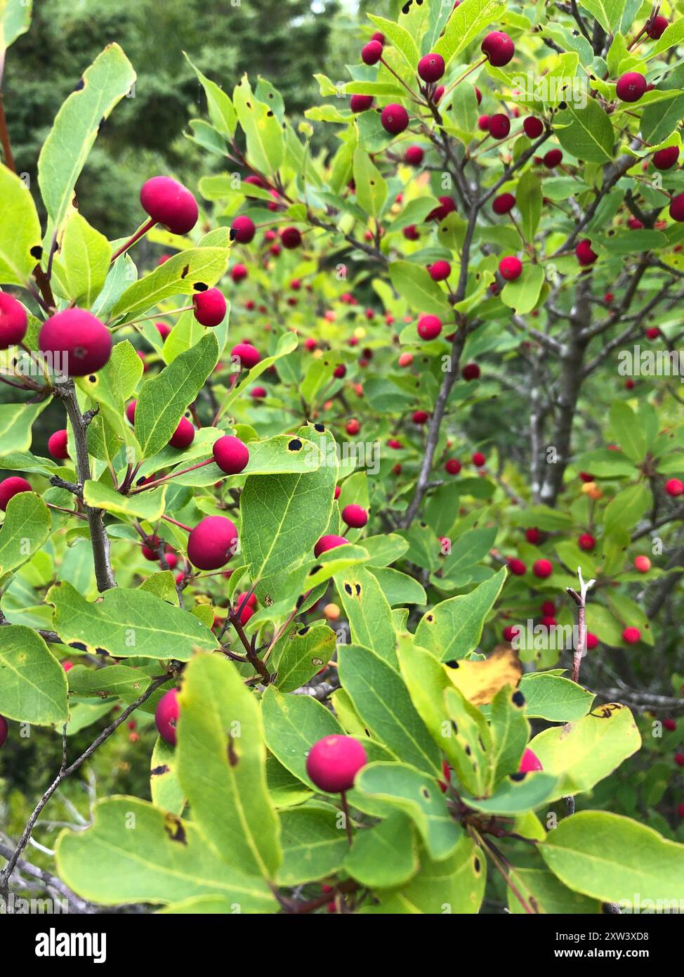 Mountain holly (Ilex mucronata) Plantae Stock Photo - Alamy