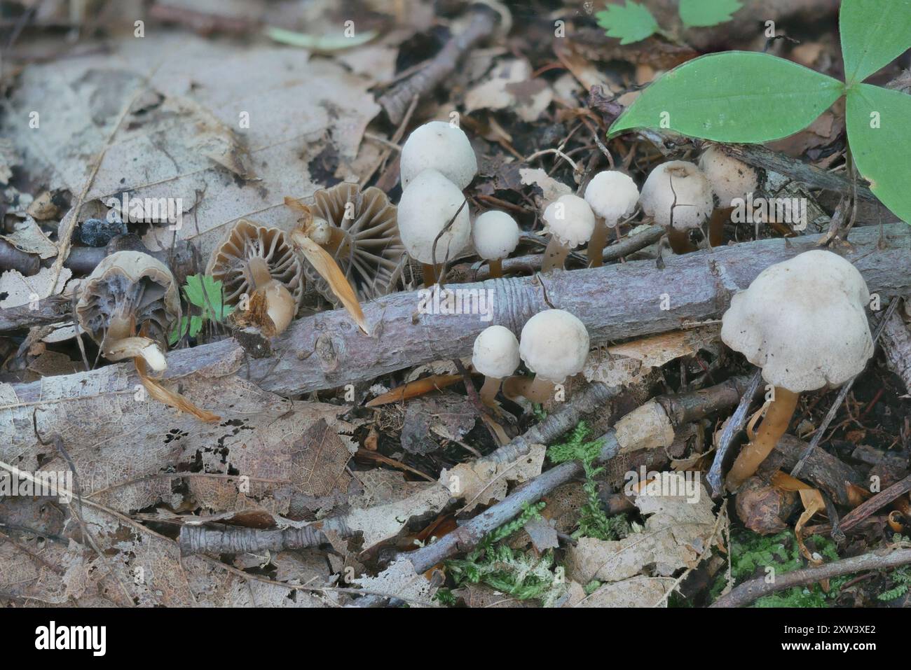 dark fanvault (Hodophilus hymenocephalus) Fungi Stock Photo - Alamy