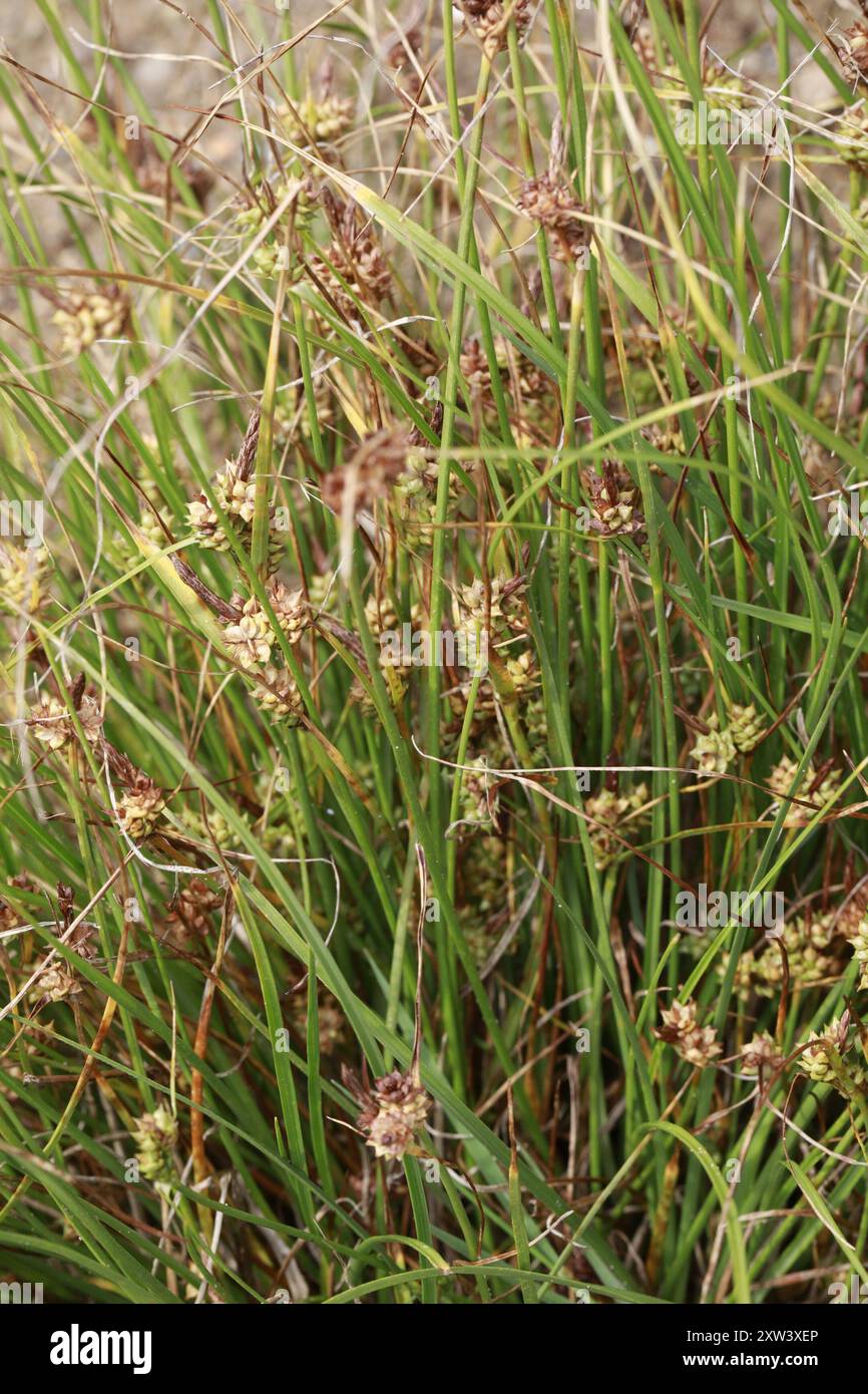 Long-bracted Sedge (Carex extensa) Plantae Stock Photo - Alamy