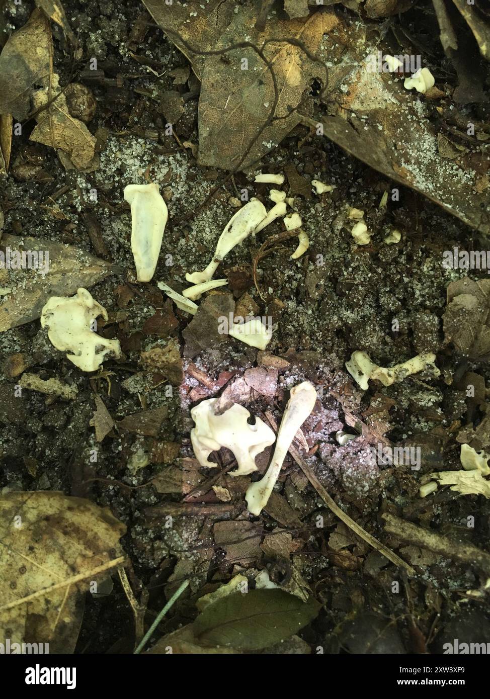 Eastern Mole (Scalopus aquaticus) Mammalia Stock Photo - Alamy