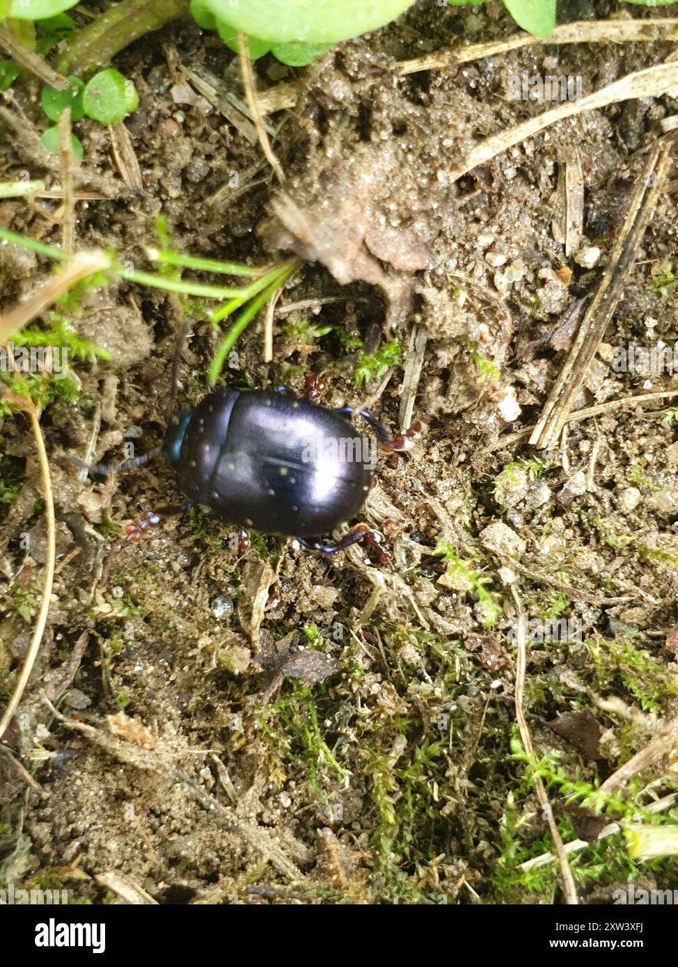 violet leaf beetle (Chrysolina sturmi) Insecta Stock Photo - Alamy
