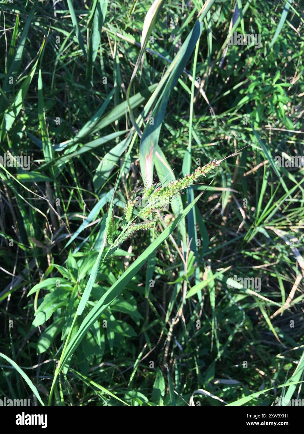 Barnyard Grasses (Echinochloa) Plantae Stock Photo - Alamy