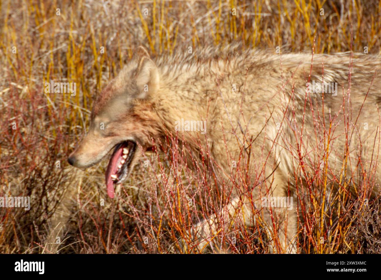 Gray Wolf (Canis lupus) Mammalia Stock Photo - Alamy