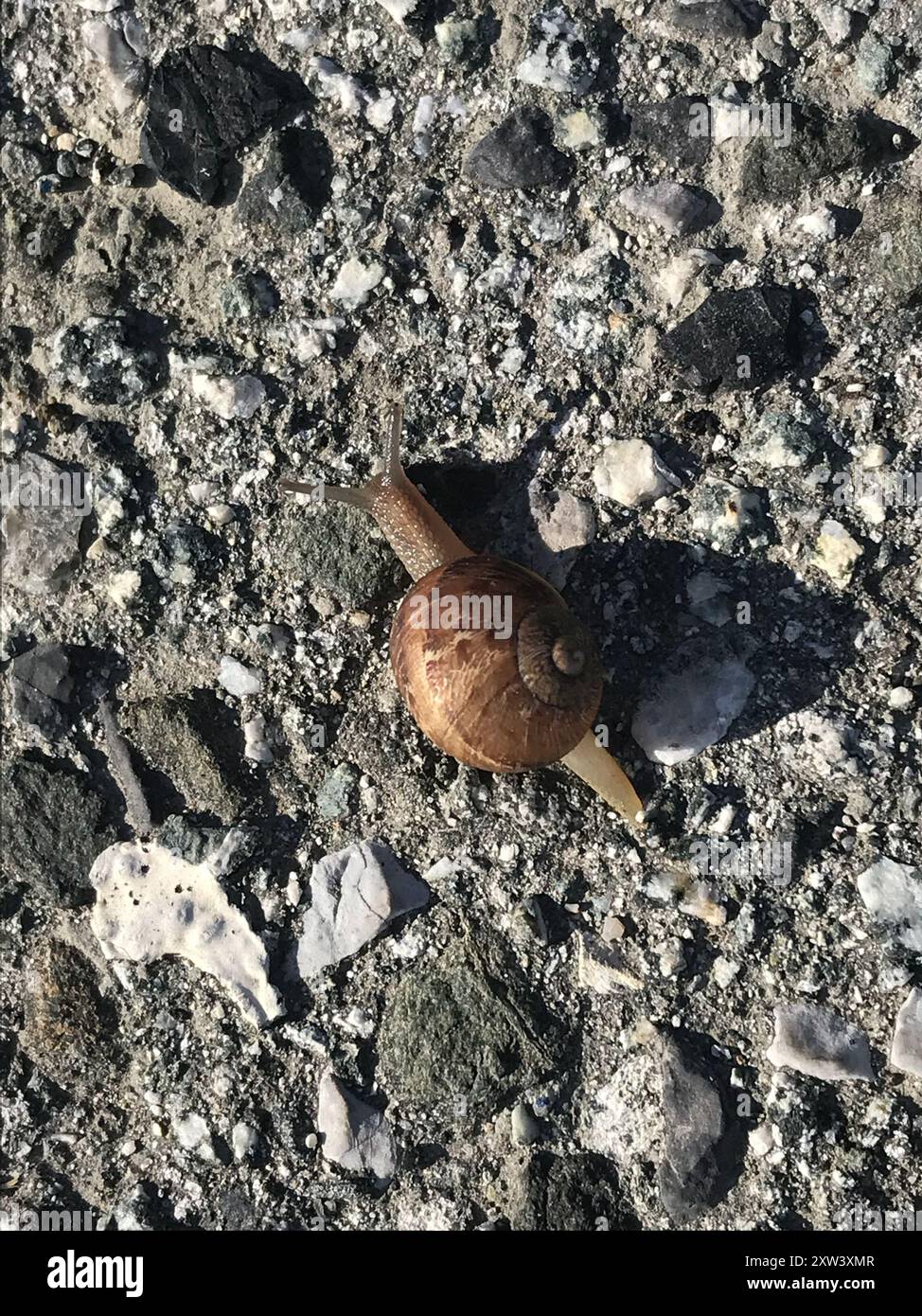 Garden Snail (Cornu aspersum) Mollusca Stock Photo - Alamy