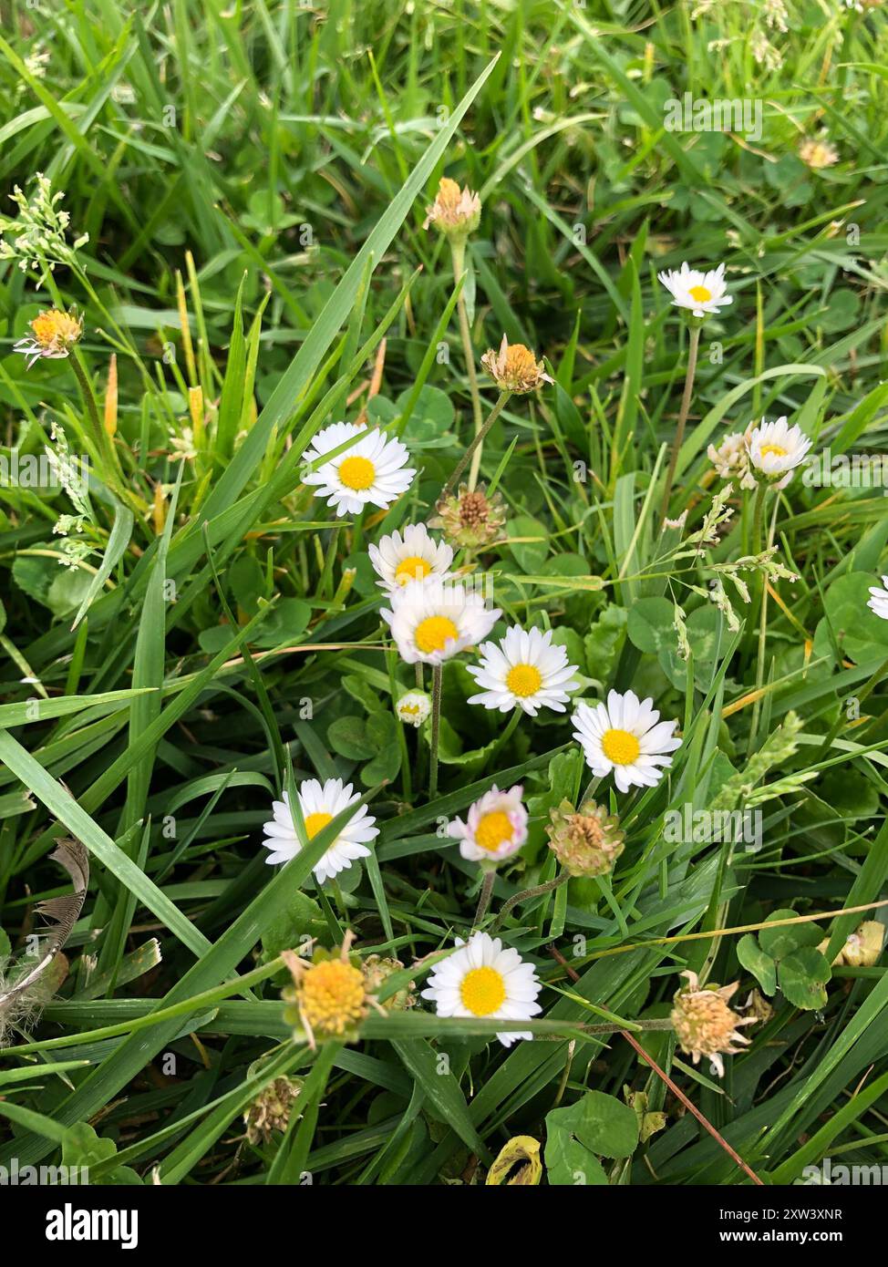 Lawn daisy (Bellis perennis) Plantae Stock Photo - Alamy