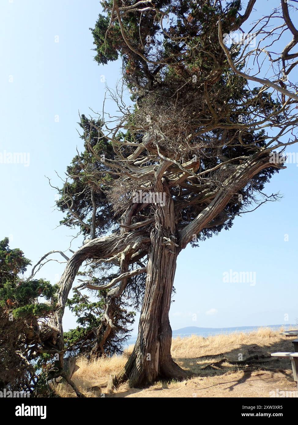 Seaside Juniper (Juniperus maritima) Plantae Stock Photo - Alamy