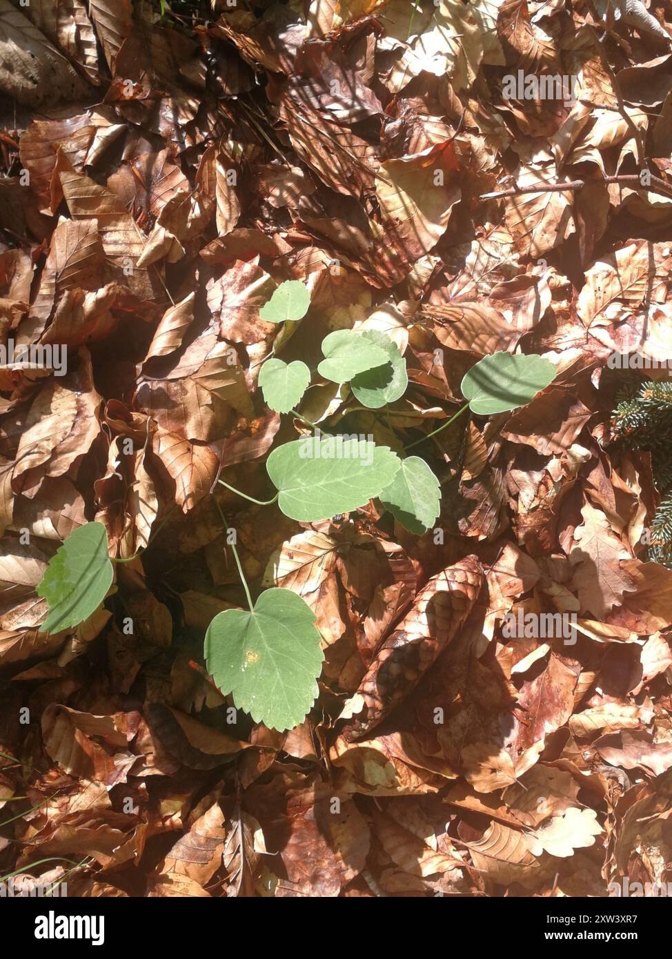 Broad-leaved Sermountain (Laserpitium latifolium) Plantae Stock Photo ...
