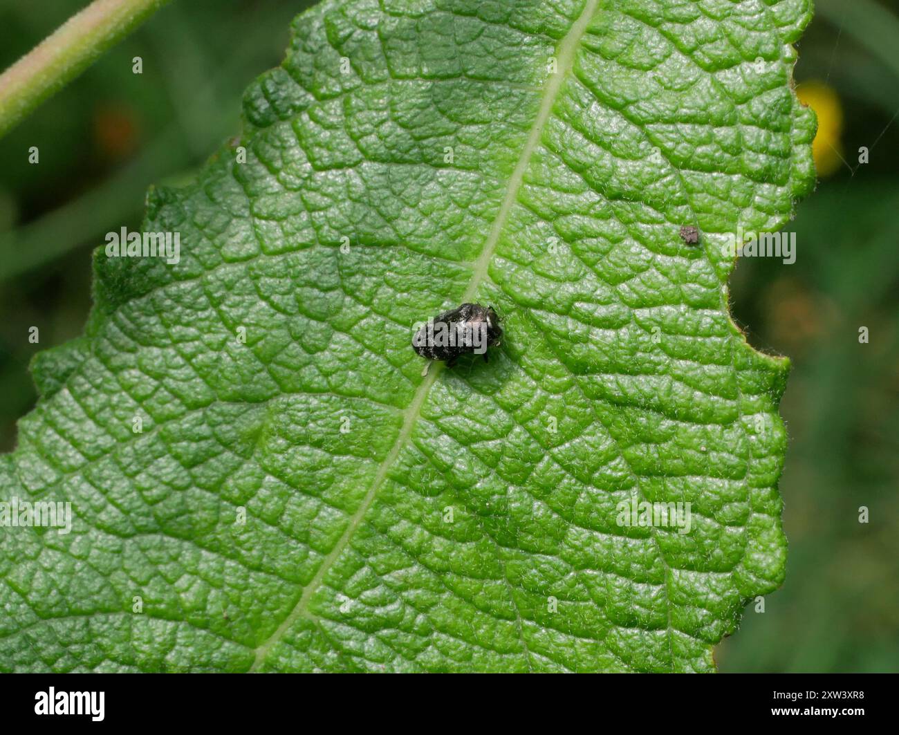 (Trachys minutus) Insecta Stock Photo - Alamy