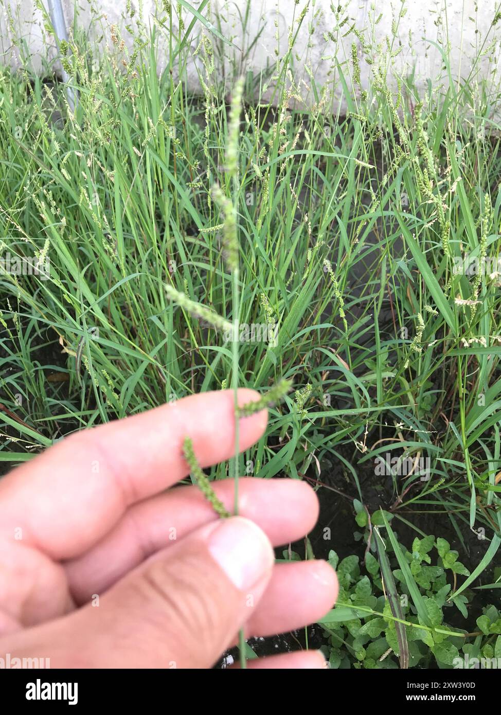 Jungle Rice (Echinochloa colonum) Plantae Stock Photo - Alamy