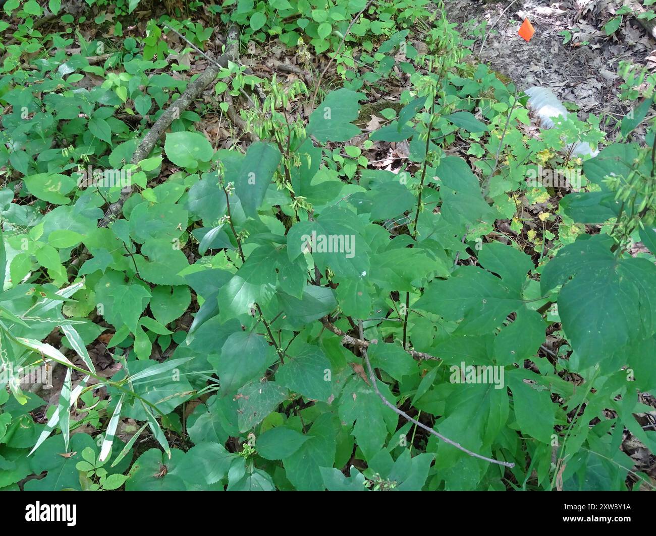 tall rattlesnake root (Nabalus altissimus) Plantae Stock Photo - Alamy