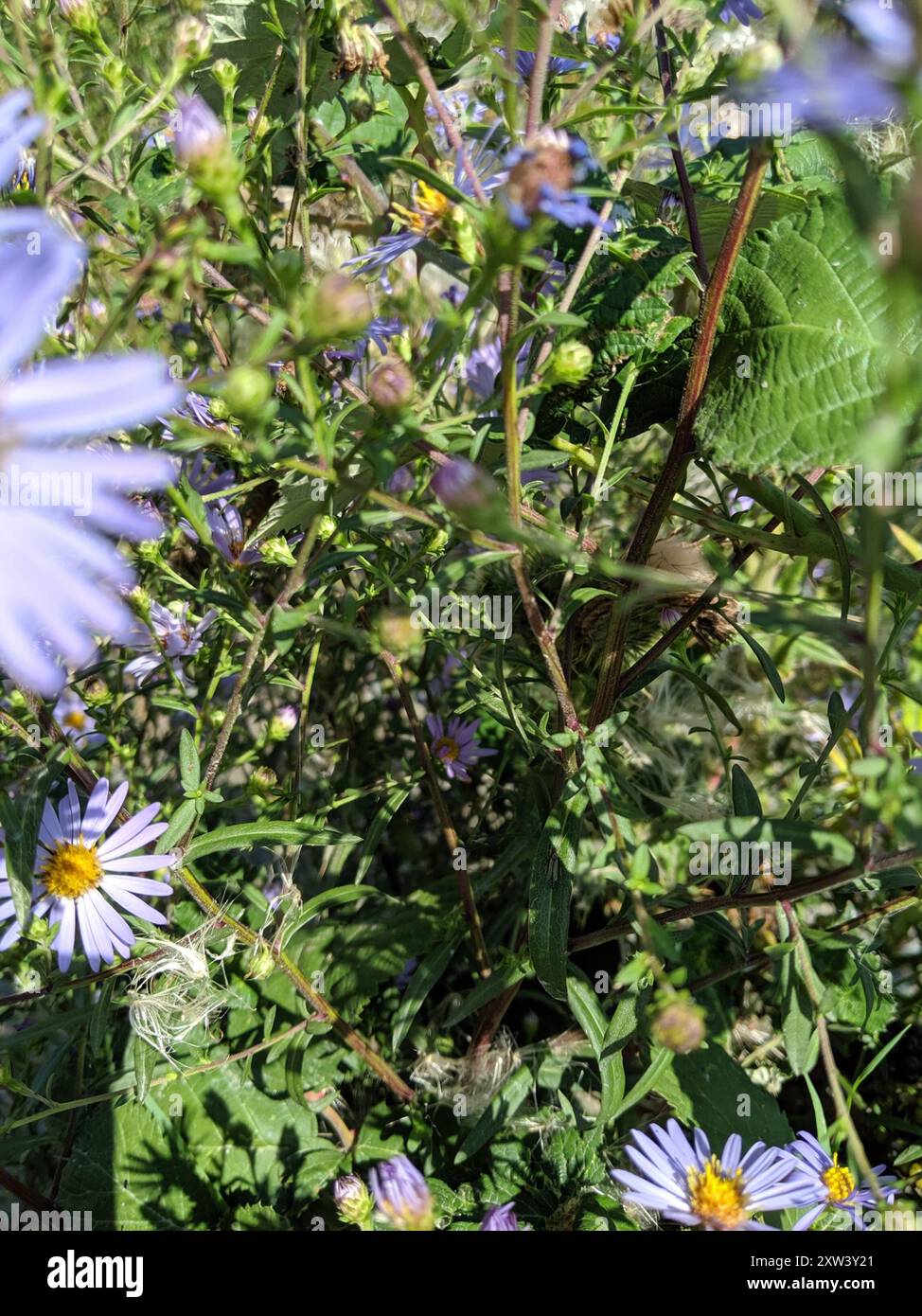 Pacific Aster (Symphyotrichum chilense) Plantae Stock Photo - Alamy