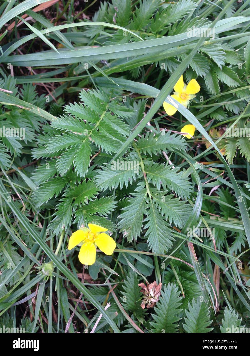 common silverweed (Argentina anserina) Plantae Stock Photo - Alamy