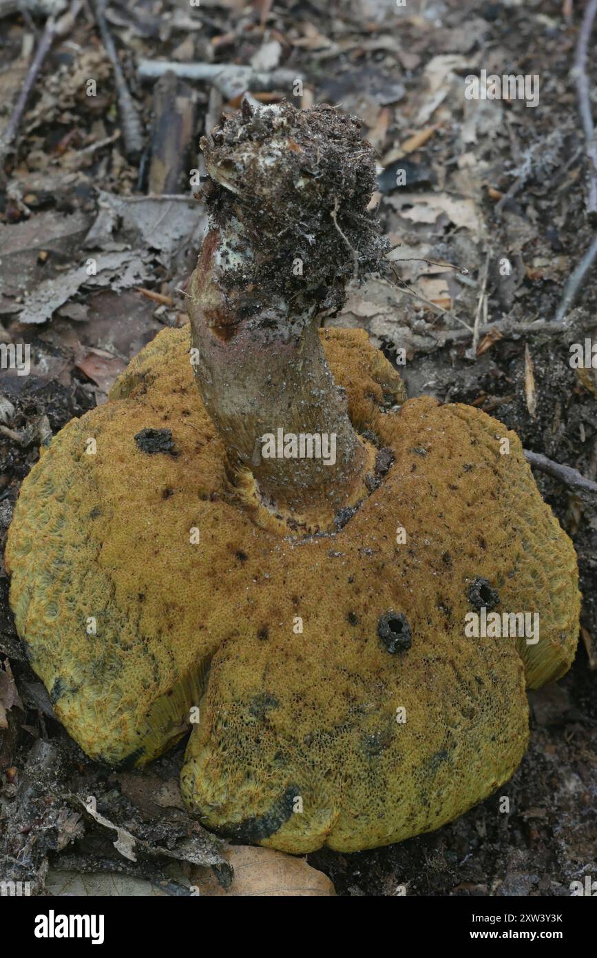 boletes (Boletaceae) Fungi Stock Photo - Alamy