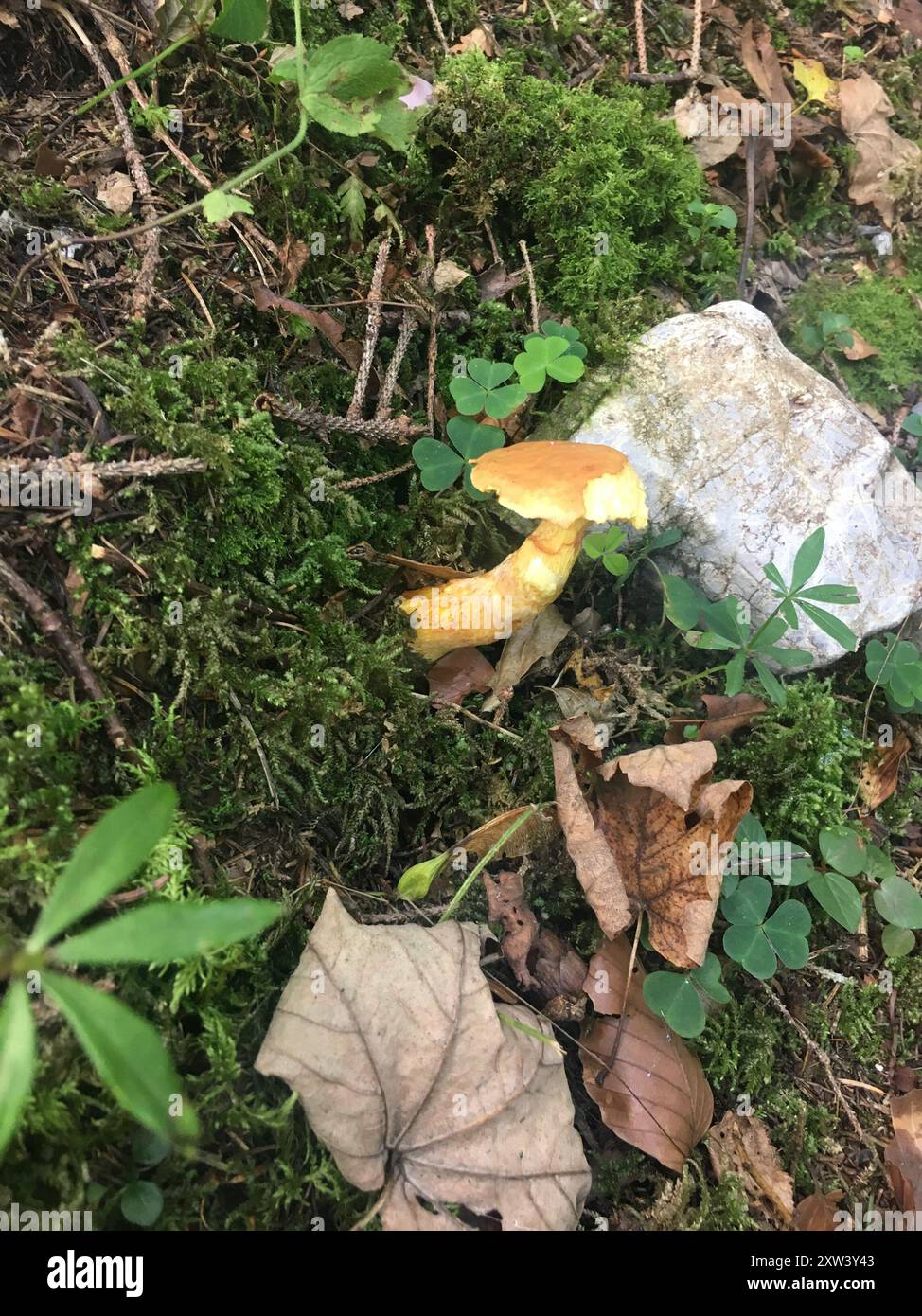 Larch Bolete (Suillus grevillei) Fungi Stock Photo - Alamy