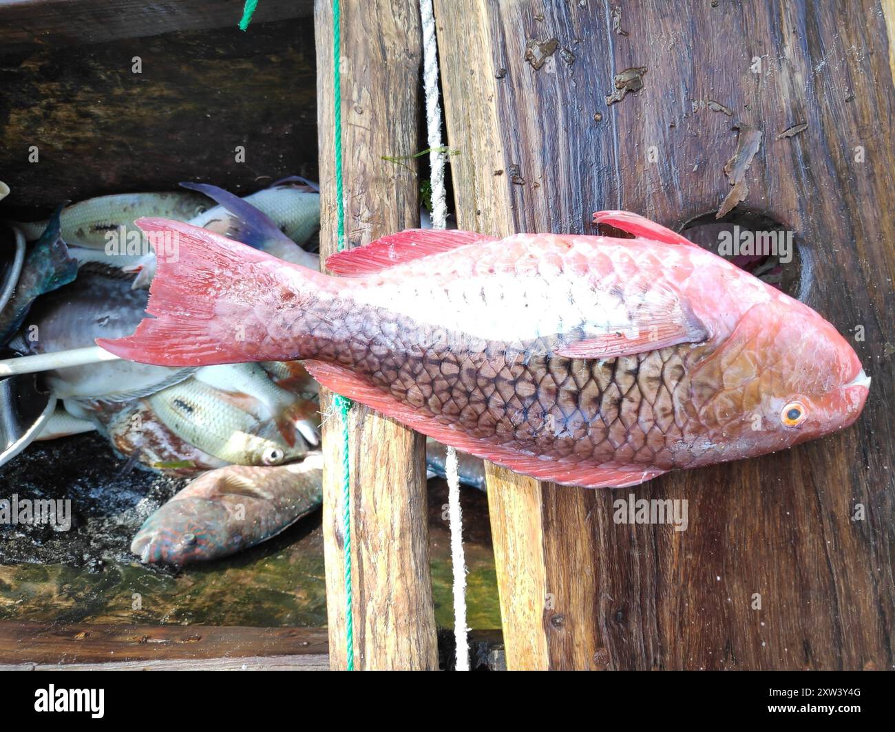 Parrotfishes (Scarini) Actinopterygii Stock Photo - Alamy