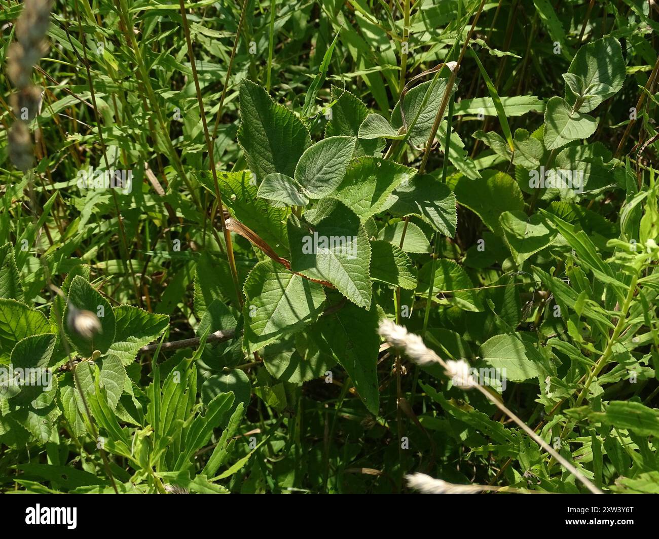 Wayfaring-tree (Viburnum lantana) Plantae Stock Photo - Alamy