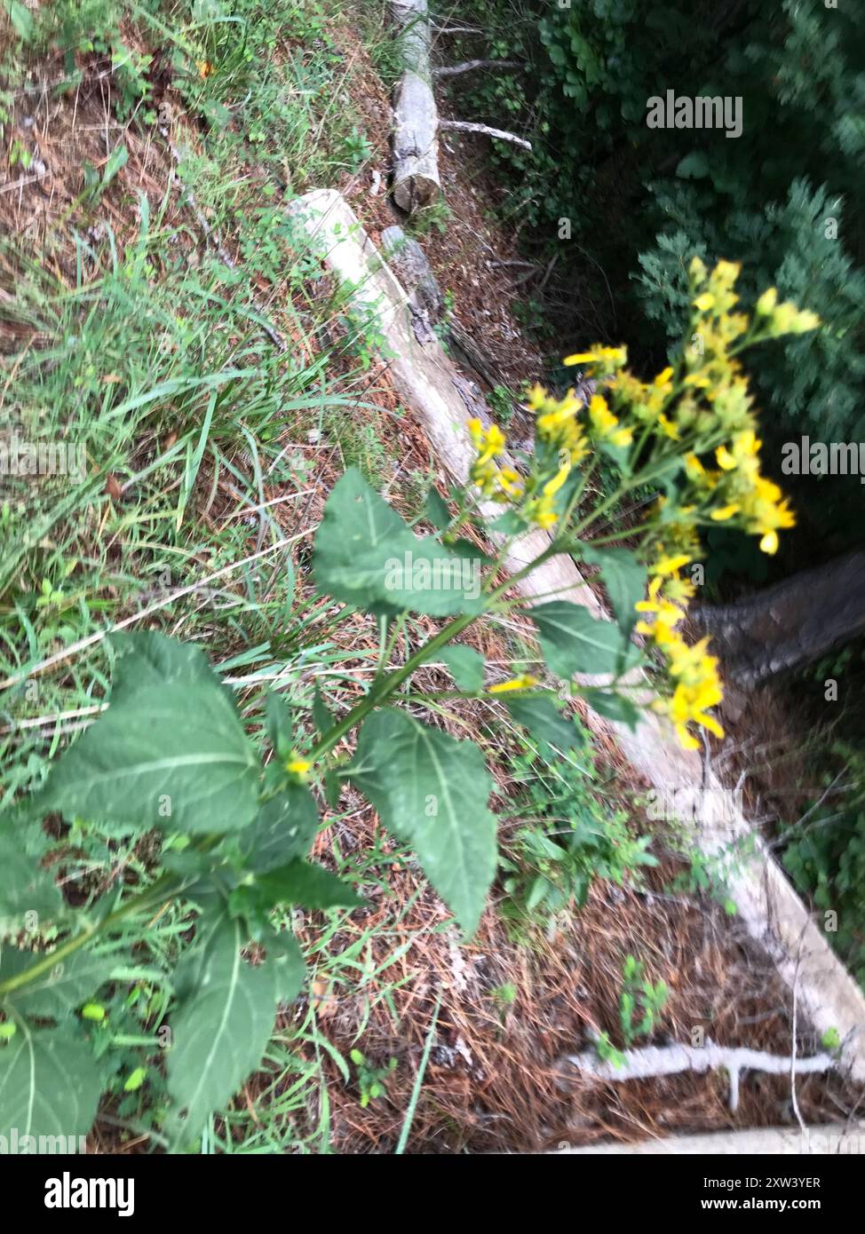 Yellow Crownbeard (Verbesina occidentalis) Plantae Stock Photo - Alamy
