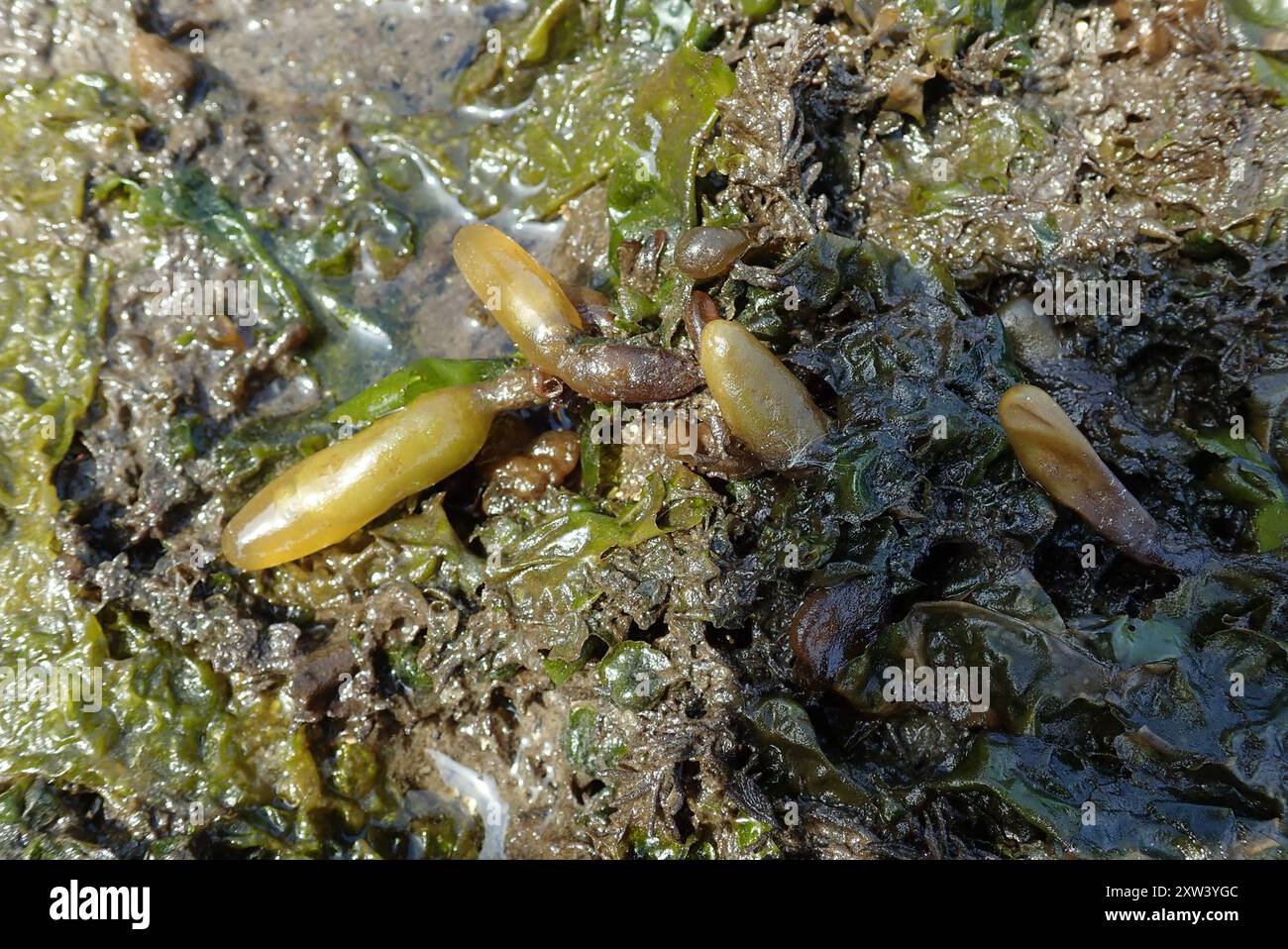 Sea Sacks (Halosaccion glandiforme) Plantae Stock Photo - Alamy