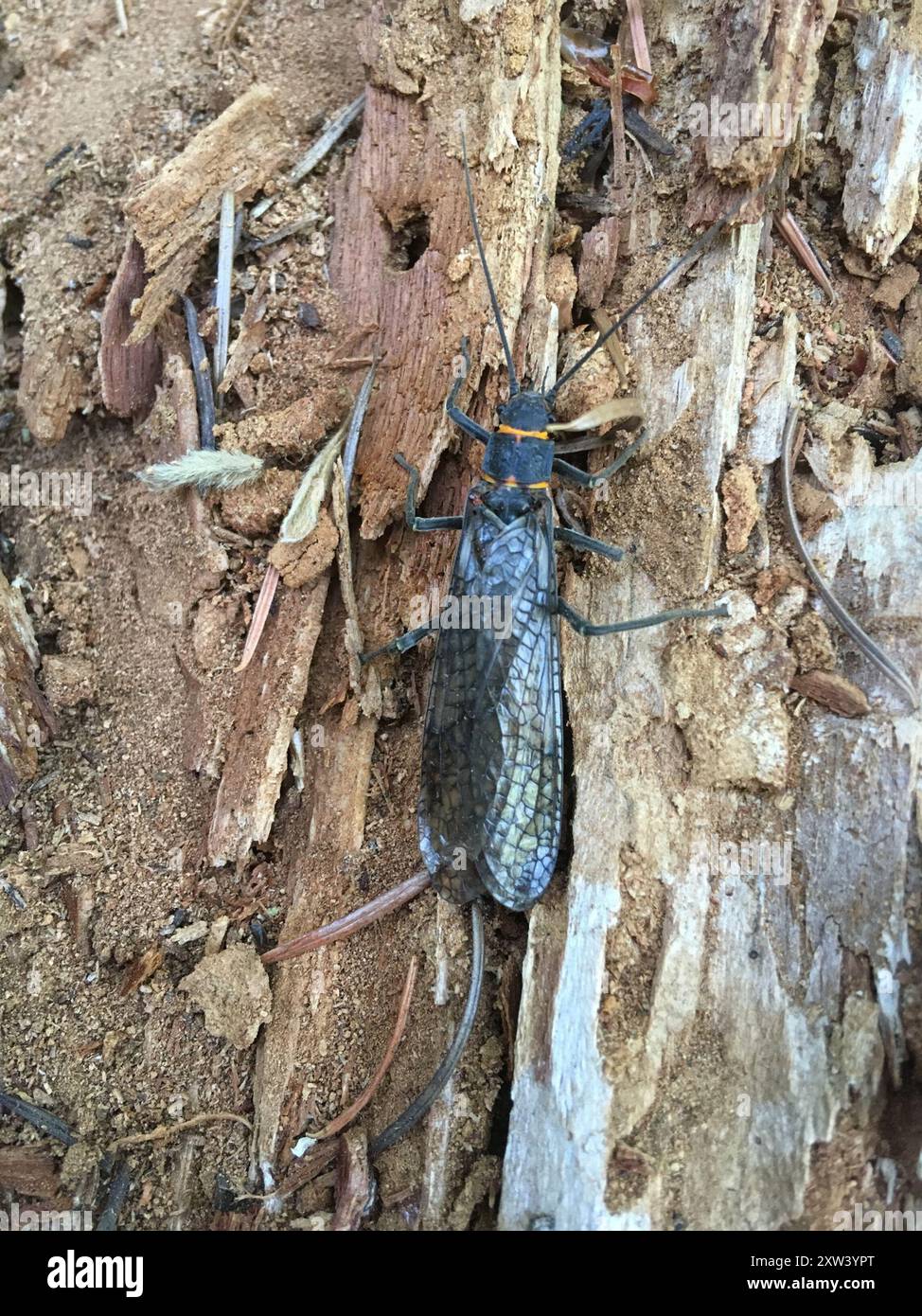 Giant Stoneflies and Salmonflies (Pteronarcys) Insecta Stock Photo - Alamy