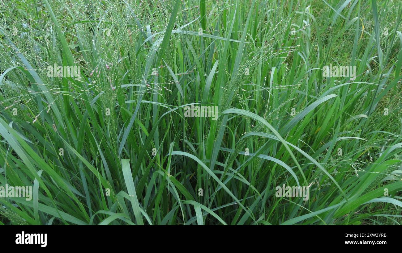 switchgrass (Panicum virgatum) Plantae Stock Photo - Alamy