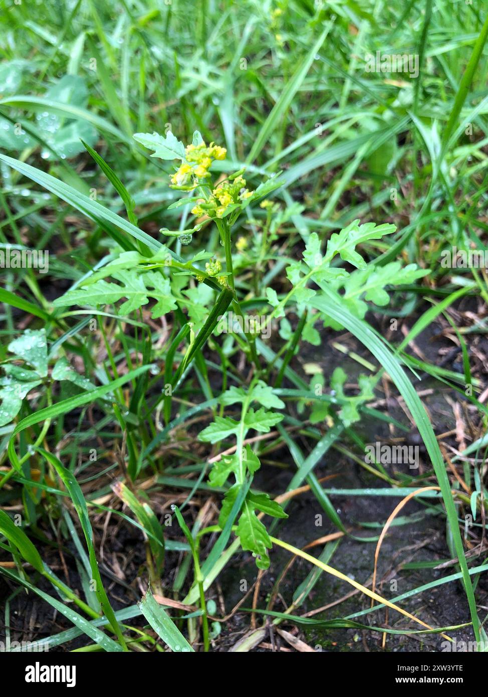 Bog Yellowcress (Rorippa palustris) Plantae Stock Photo - Alamy